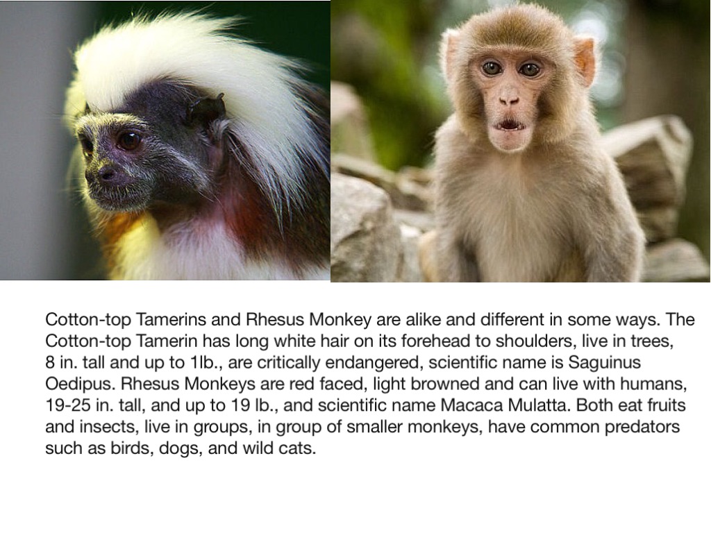 John monkey characteristics | Science | ShowMe