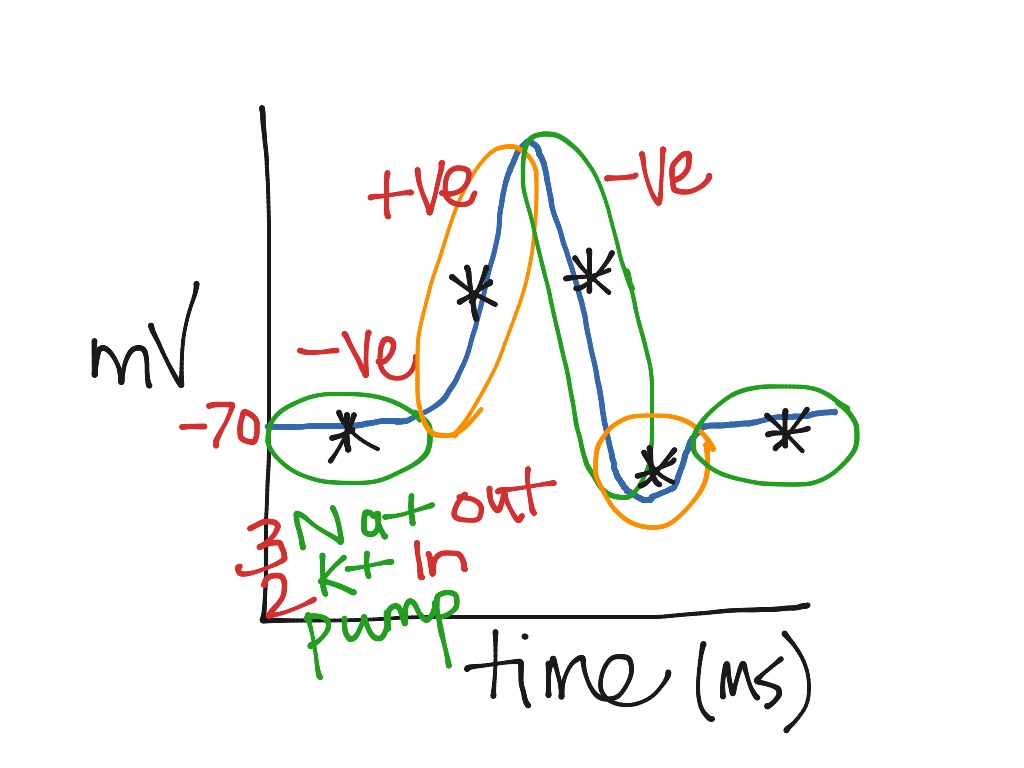 Nerve impulse | Science | ShowMe