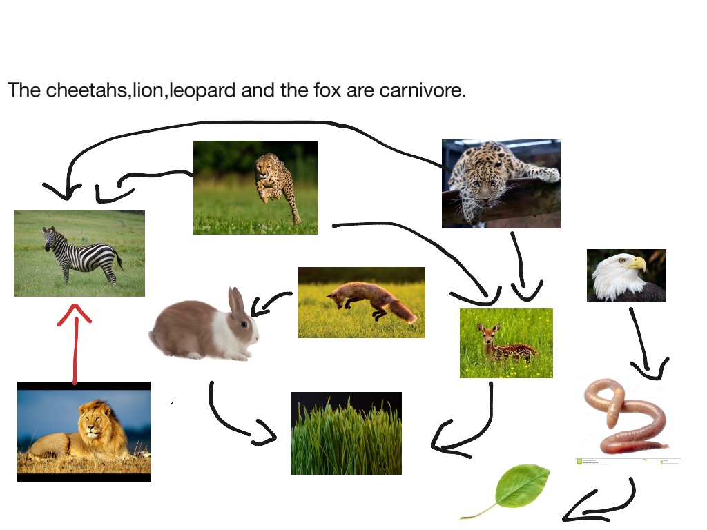 Cheetah ecosystem | Science | ShowMe