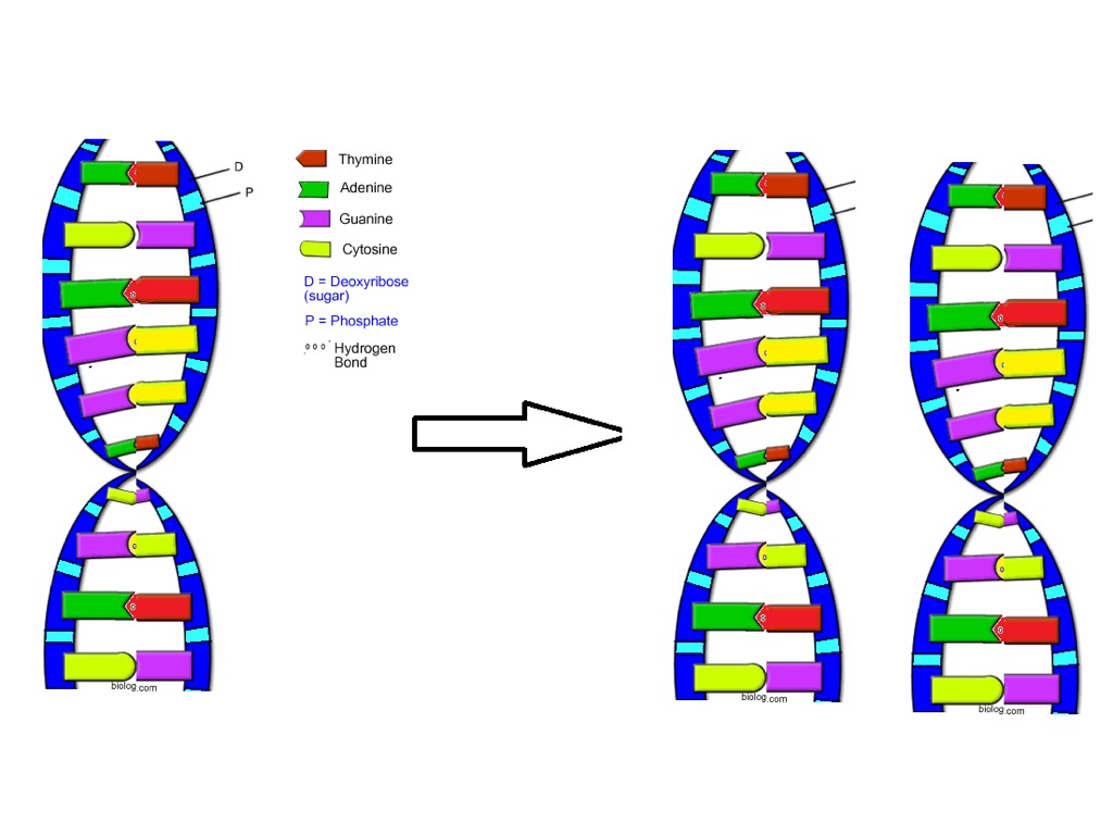 Replication | Science | ShowMe