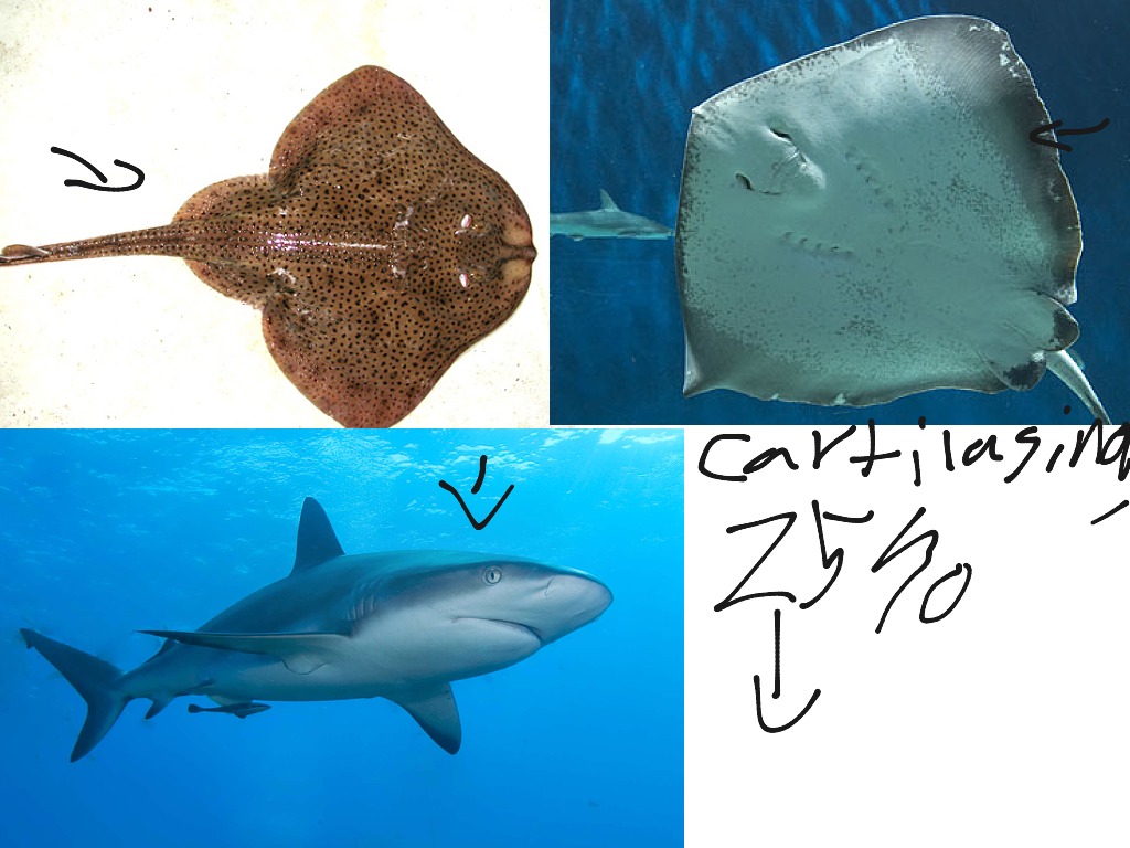StingRay adaptations and Evolution | Science | ShowMe