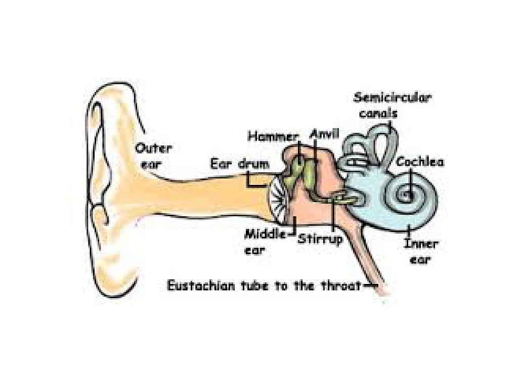 Ear travels | Science | ShowMe