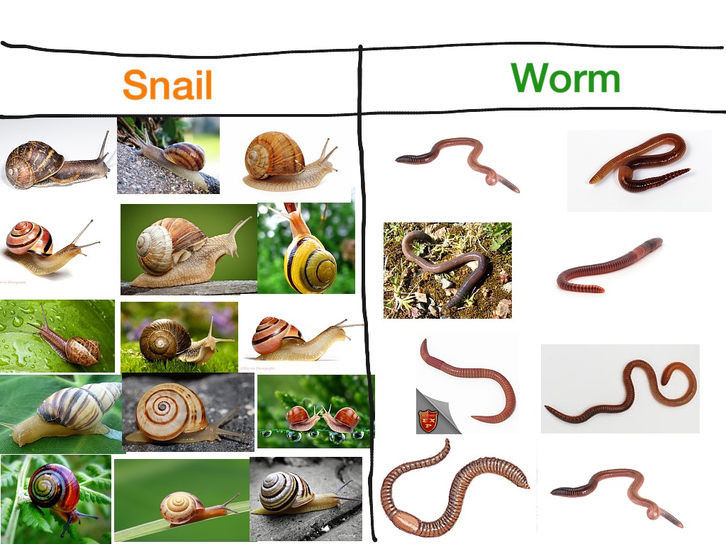 Science-snail worm | Science | ShowMe