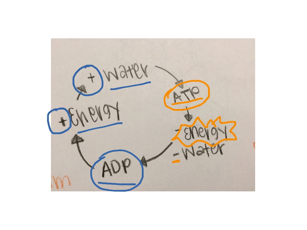 ADP and ATP | Science, Biology | ShowMe