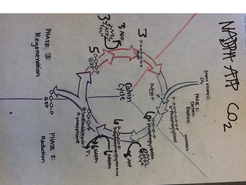 Calvin cycle | Science, Biology | ShowMe
