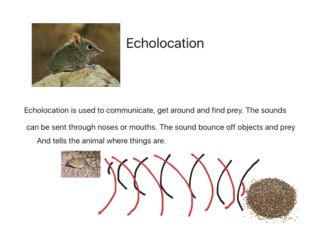 Echolocation | Science | ShowMe