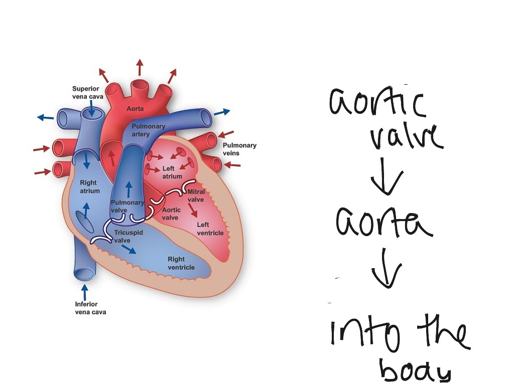Trace the blood flow through the heart DIY objective3 | Science | ShowMe