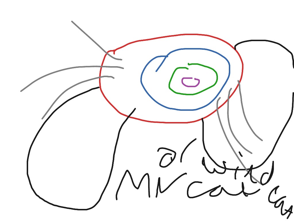 How to make a Mircat or wild cat | Art | ShowMe