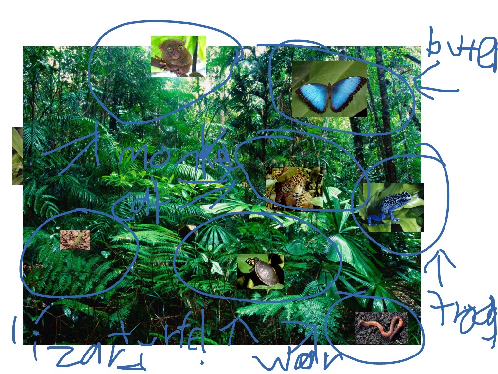 rainforest | Science, Environment, Animals | ShowMe