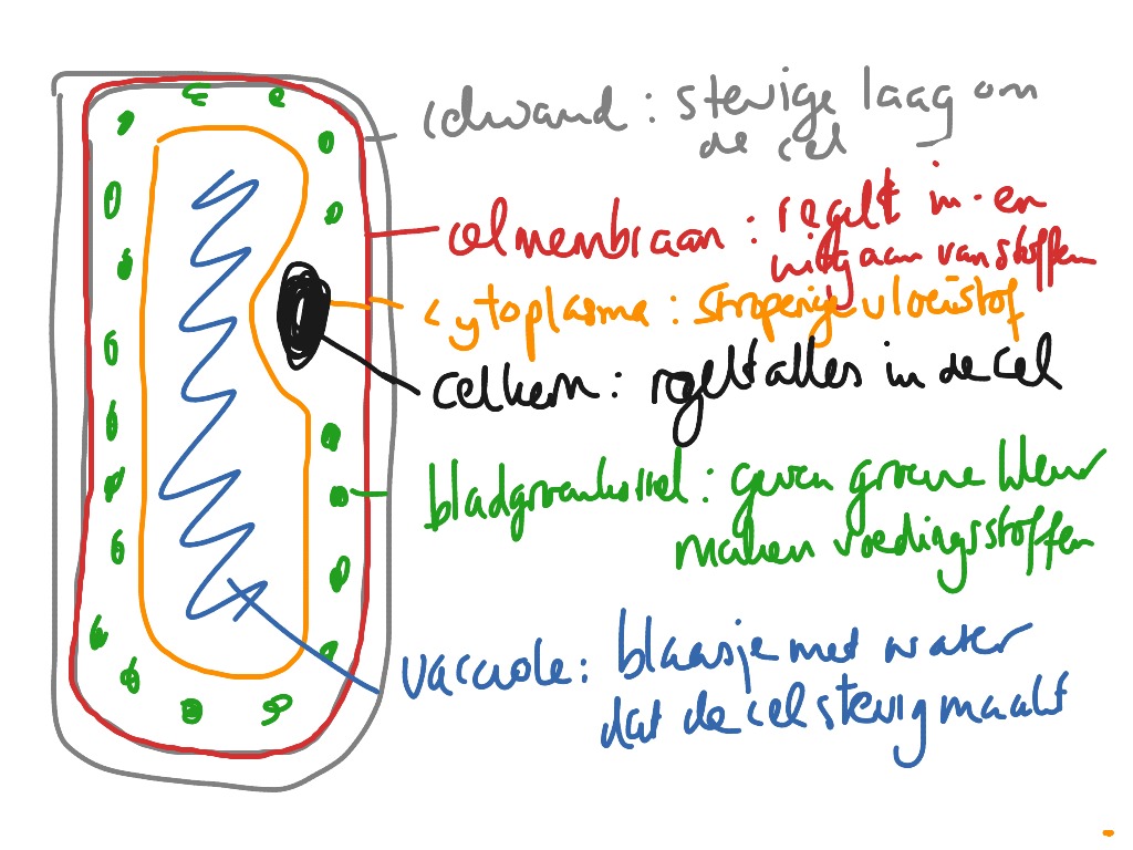 Plantencel | Science, Biology, Plants | ShowMe