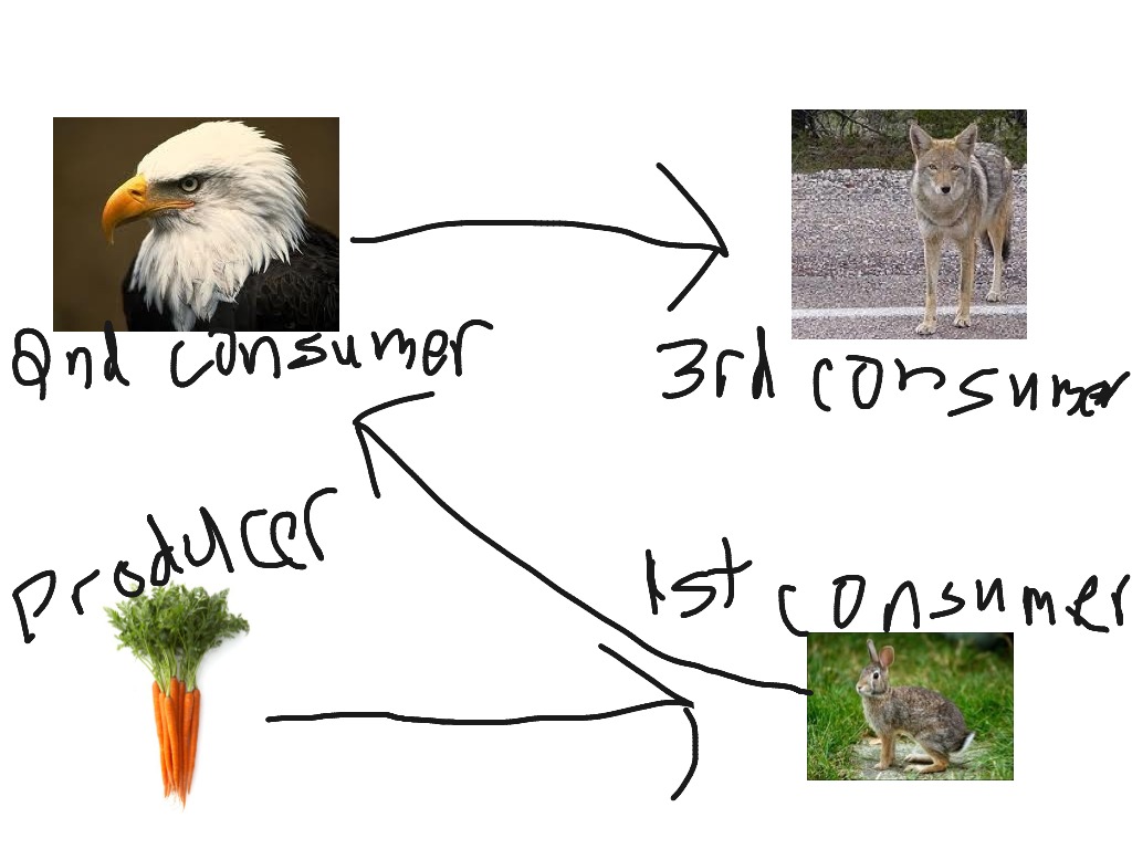 Food chain | Science | ShowMe