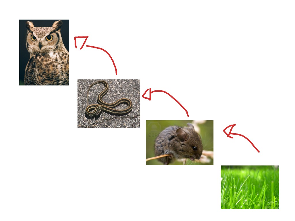 Food chain | Science | ShowMe