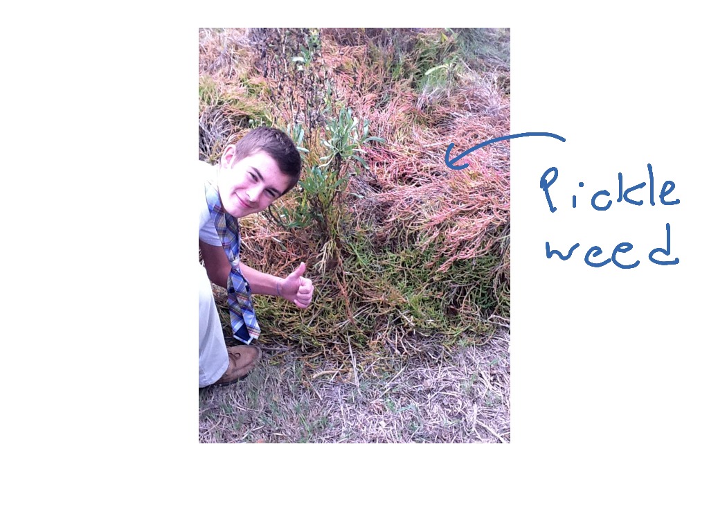 Pickweed | ShowMe