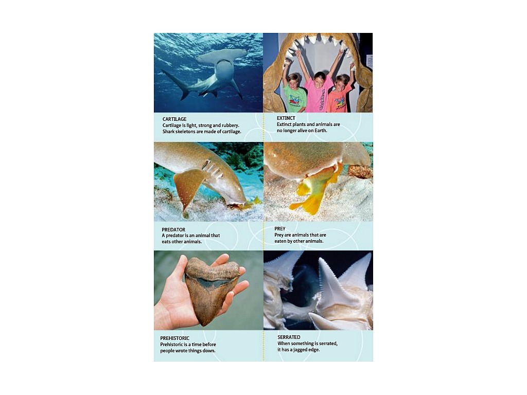 Sharks: Unit 2 Lesson 4 Writing Non- Fiction Books | english, Reading ...