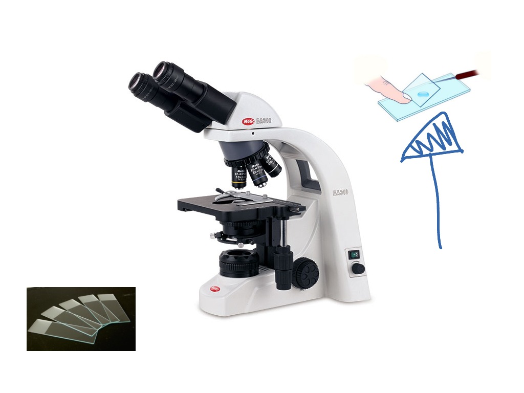 How to prepare a wet mount | Science | ShowMe