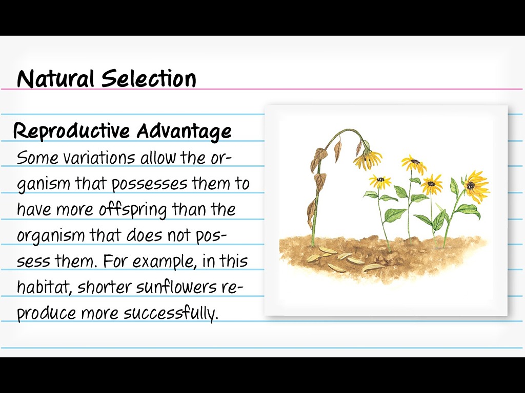 15.1 Natural Selection (2nd) | Science, Biology, Evolution | ShowMe