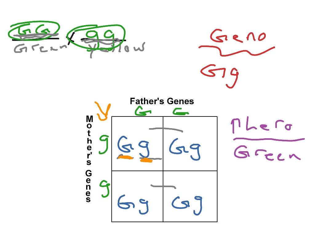 Blake Leg | Science | ShowMe