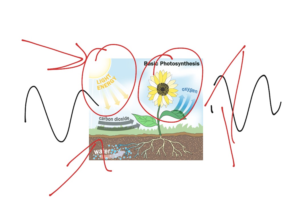 Sun | Science, Earth-science, Sun | ShowMe