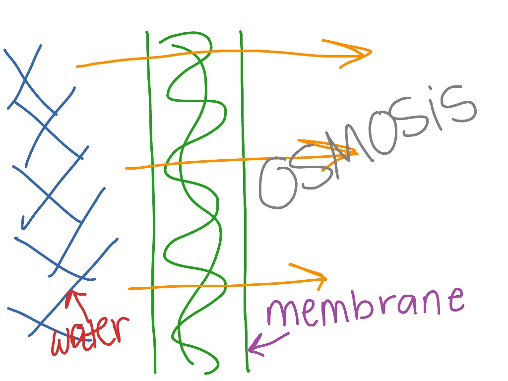 Osmosis | Science | ShowMe