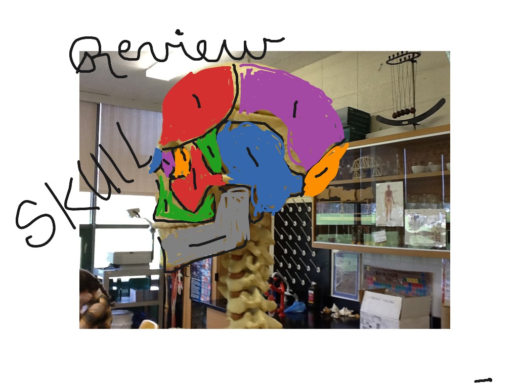 Skull | Science | ShowMe