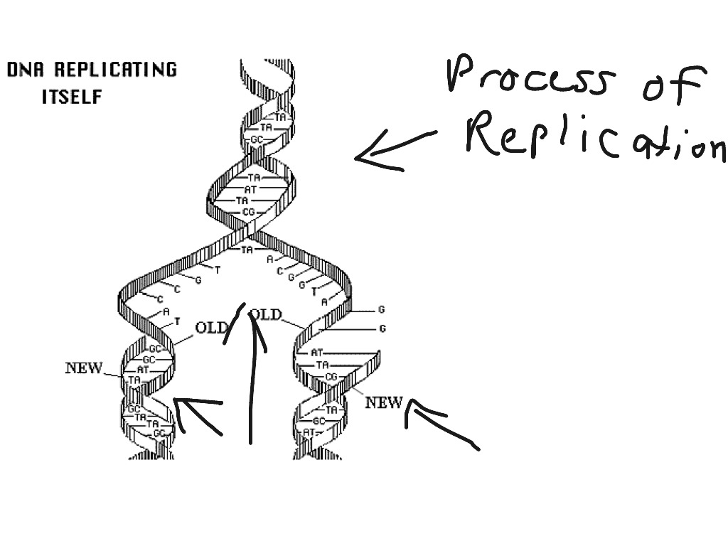 DNA Replication | Science | ShowMe