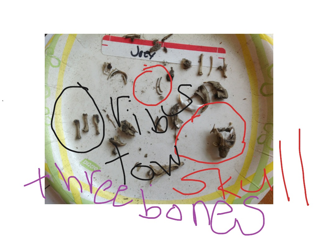 Joe bones | Science | ShowMe