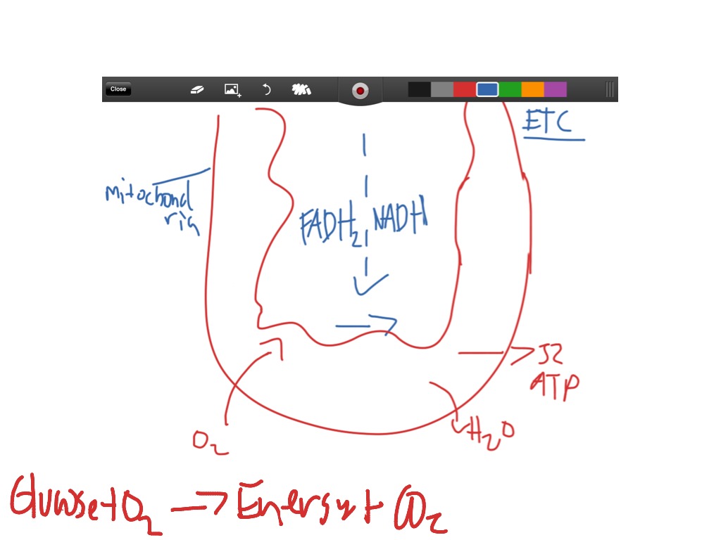 ETC | Science | ShowMe