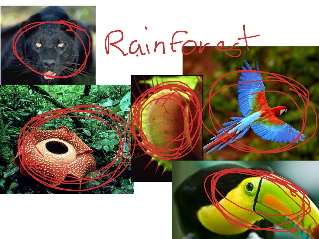 Krishna's Rainforest | Science | ShowMe