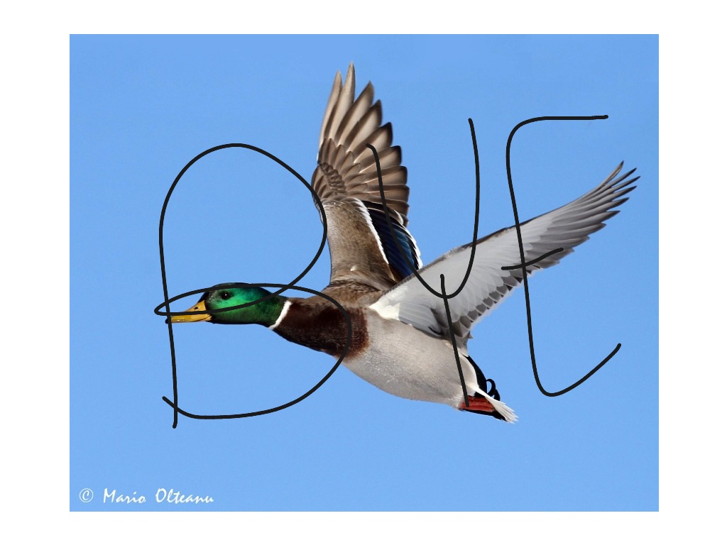 A flying duck | Art | ShowMe