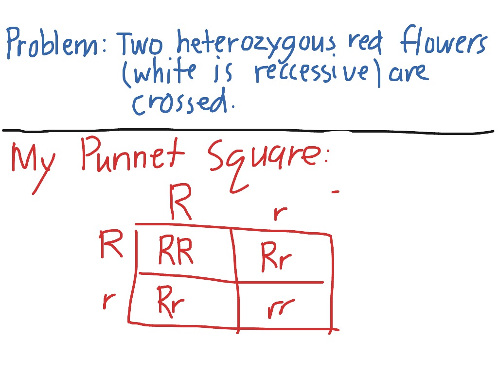 My Punnett Square | Science, Biology, Plants | ShowMe