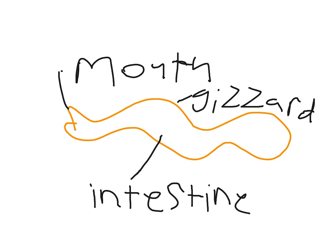 Worm diagram | History | ShowMe