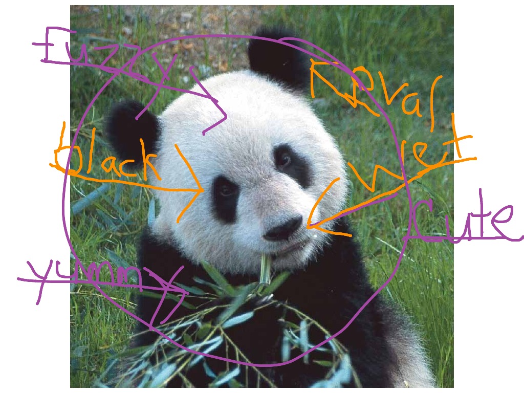 Panda | english, Grammar | ShowMe