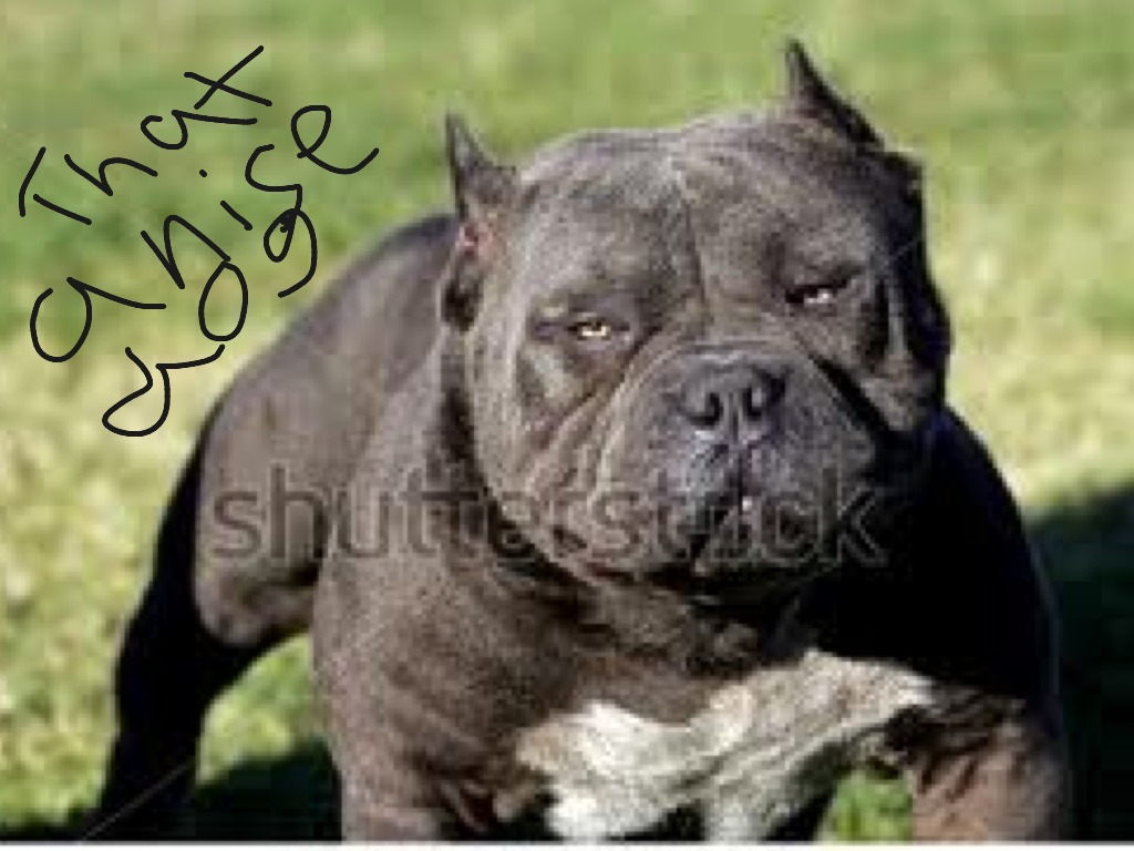 Pit bull | Science | ShowMe