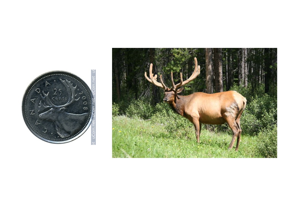 Danny-Quarter-Moose | Social Studies | ShowMe