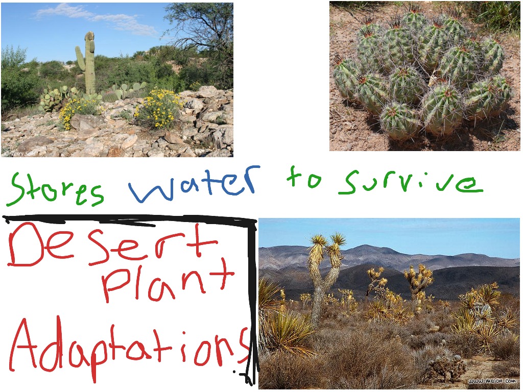 Desert | Science, Biology, Plants | ShowMe