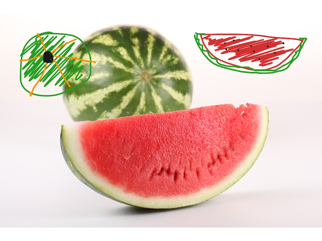 Watermelons | Television | ShowMe