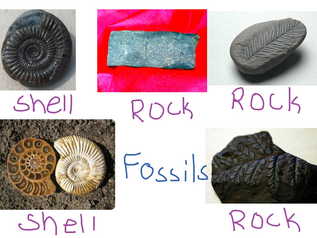 Fossils | Science | ShowMe