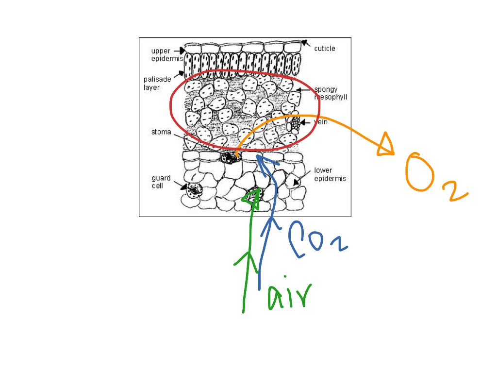 diffusion of gases during photosynthesis. | Science | ShowMe