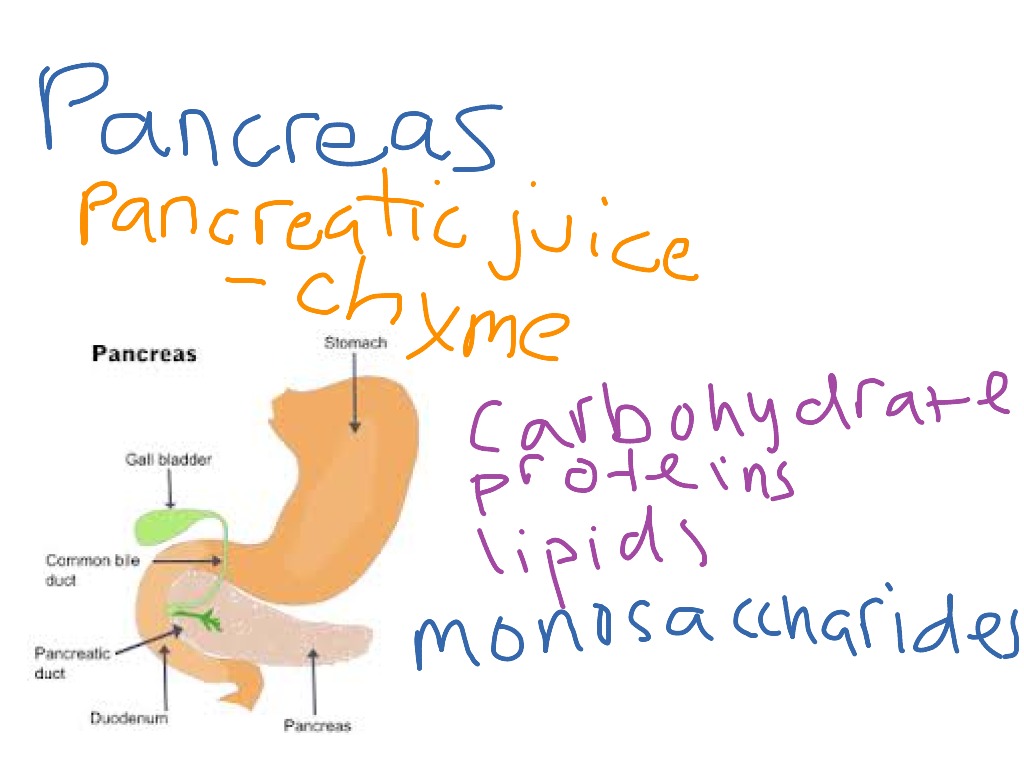 Pancreas | Science | ShowMe