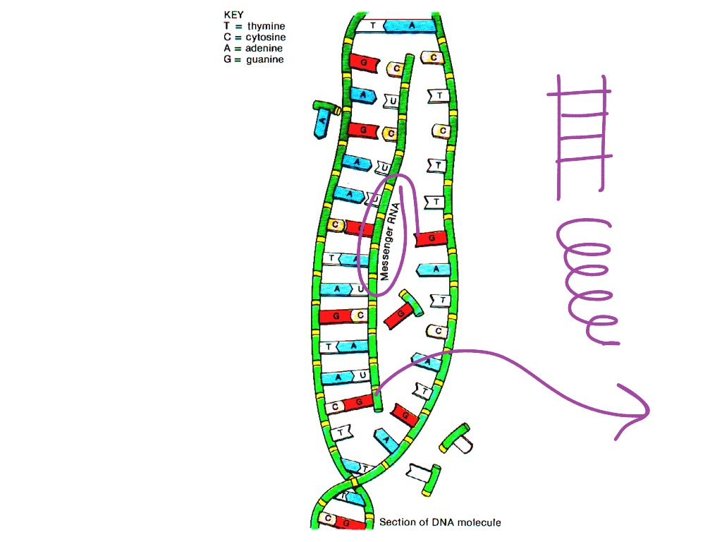 Transcription Summary | Science, Biology | ShowMe