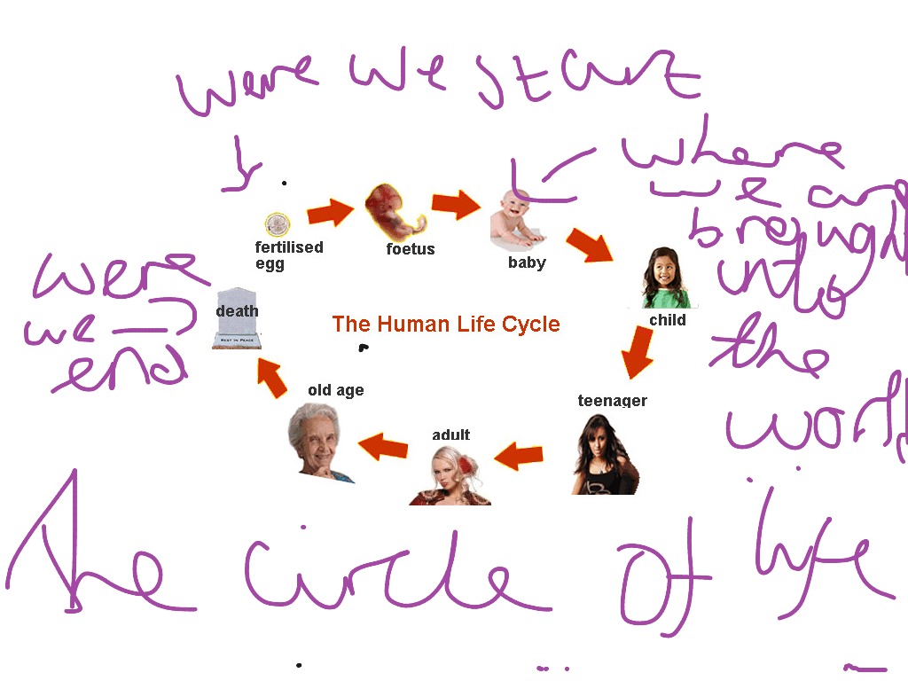 (untitled) | Science, Health, Life Cycle | ShowMe