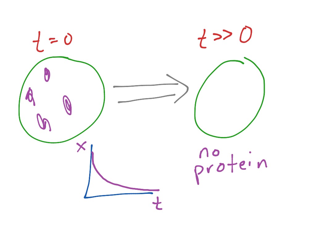 Exponential Decay #2 | Science, Biology, Math | ShowMe