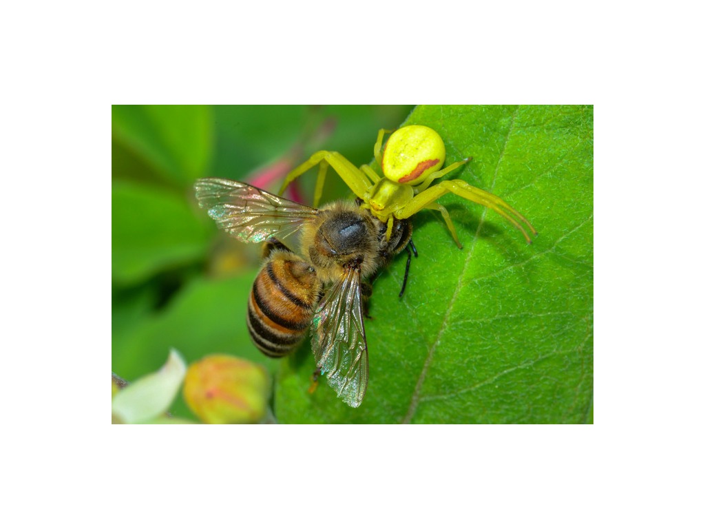 Bees...Katie, Erica w., Sam | Science, Biology | ShowMe