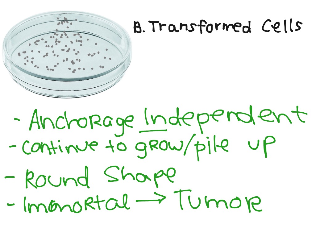 Cell growth show me | Science, Biology | ShowMe