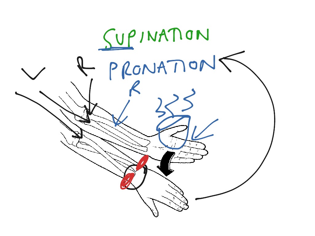 Elbow joint | Science | ShowMe