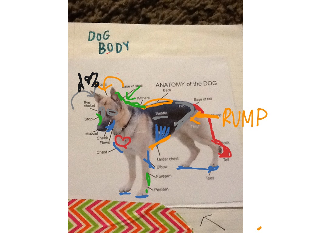 dog body | Science, Health, Medical, dogs | ShowMe