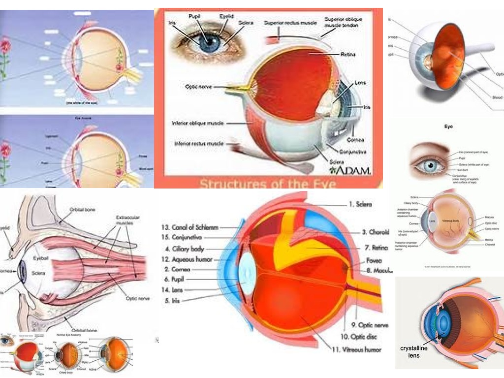 Eyes | Science, Health, Human-body | ShowMe