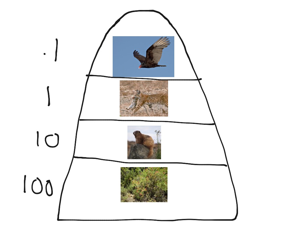 Cb pyramid | Science | ShowMe