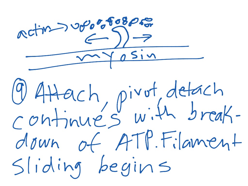 Muscle contraction | Science | ShowMe