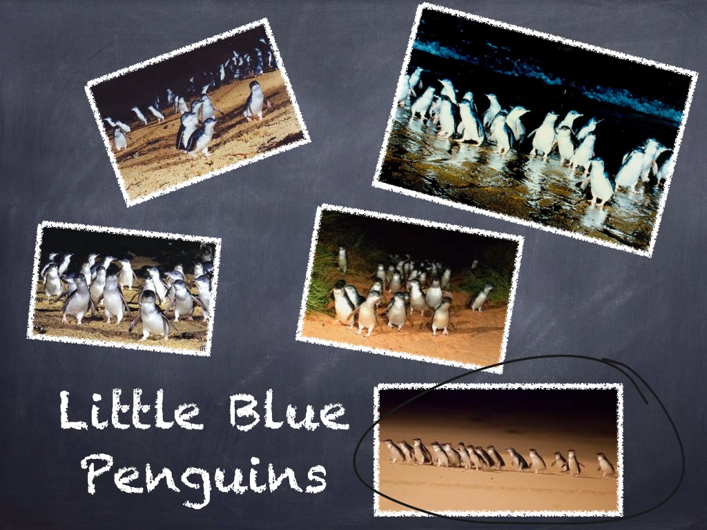 How to write a paper in the PREP Format | Writing | ShowMe